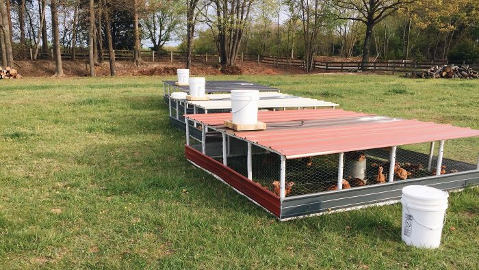 Our Practices – Pamplin Poultry